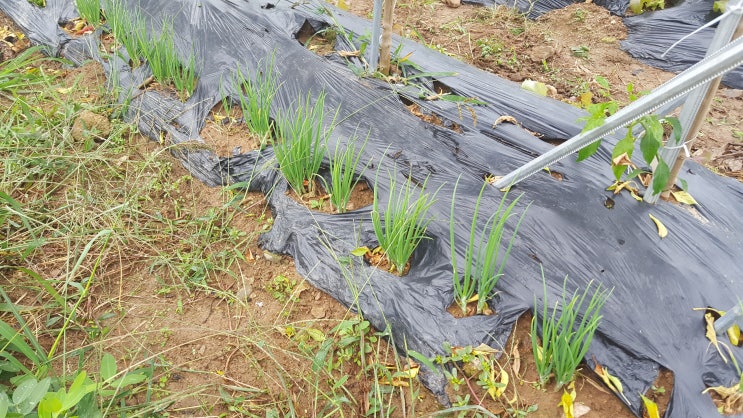 (9.25) 나물이네 김장 채소들 : 네이버 블로그