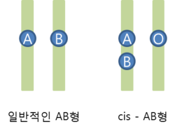 cis-AB형 : 네이버 블로그