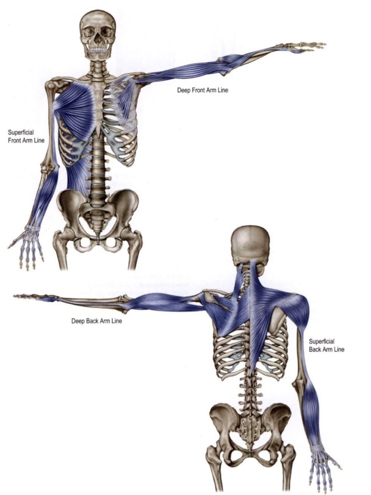 [근막경선해부학] 상지선(the arm lines) 3 - 심부후방상지선(the deep back arm line) : 네이버 블로그