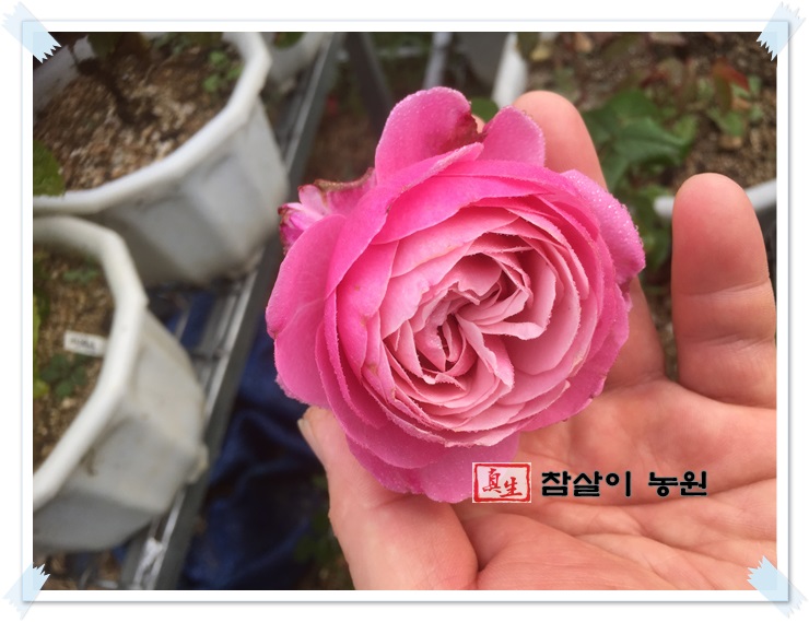 또 다른 델바 장미 샹 로제 미사토 (Chant Rose Misato)를 중심으로... : 네이버 블로그