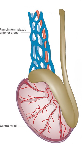 남성들이여, 삼각팬티를 벗어던져라 : 네이버 블로그