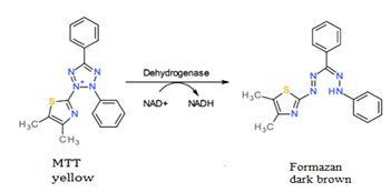 mtt dissolving solution