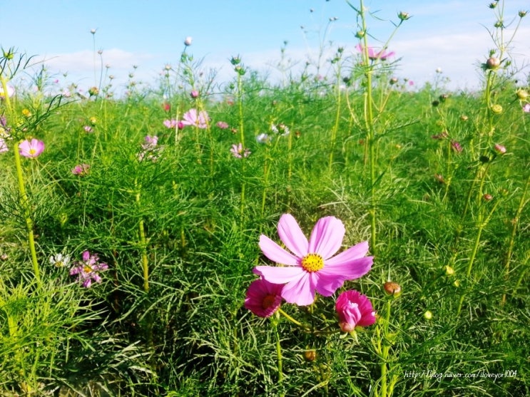 가을 코스모스 구리한강시민공원 주차 요금 : 네이버 블로그