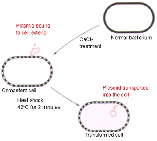 생화학실험(이론편)-Competent cell 정리편 : 네이버 블로그