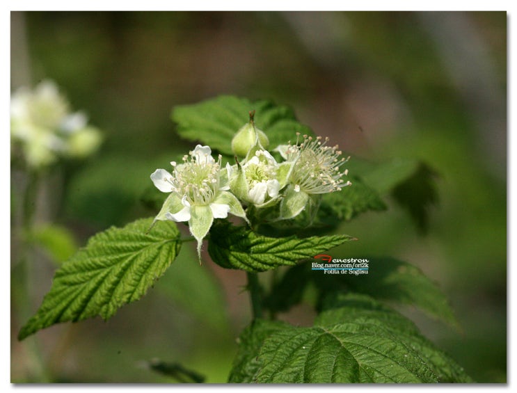 기력회복에 좋은 복분자딸기(Rubus coreanus) : 네이버 블로그