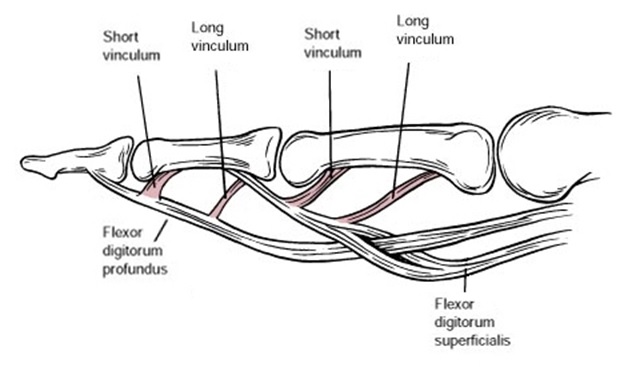 손목, 손의 건초(tendon sheath)와 건(tendon) : 네이버 블로그