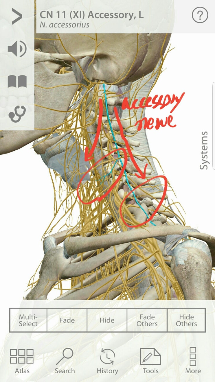 부신경 CN11 (Accessory nerve) : 네이버 블로그