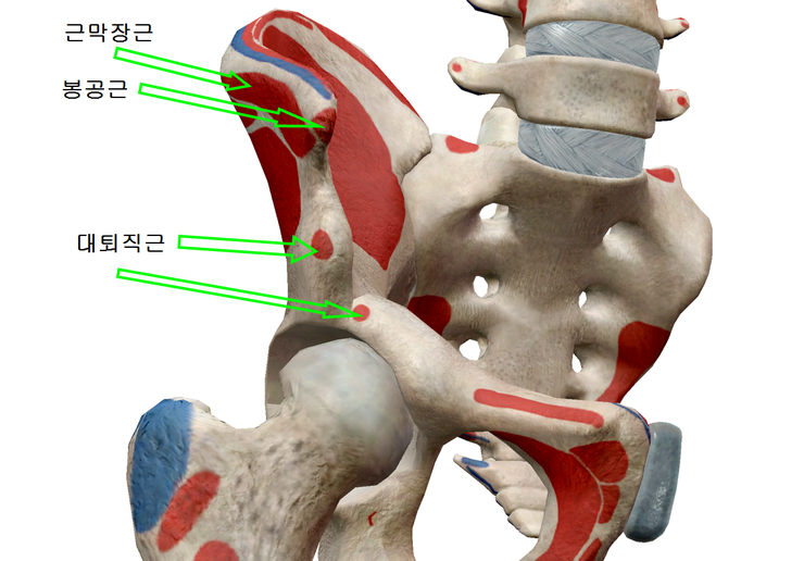 대전 유성화목한 한의원 봉공근과 대퇴외측피 신경 포착 거위발염 복재신경포착 대퇴부위 통증 네이버 블로그