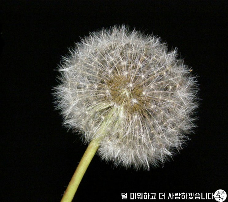 좋은글귀 - 감동 좋은글귀, ♡덜 미워하고 더 사랑하겠습니다♡ : 네이버 블로그