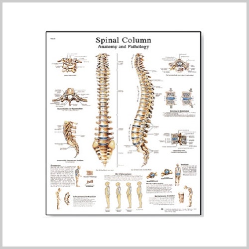 [더미통상][3B]Spinal Column Chart(VR1152UU)/인체해부도 : 네이버 블로그
