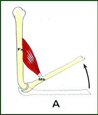 [DNS] 08_근육 작용의 생체역학 (Biomechanics of Muscle Work) : 네이버 블로그