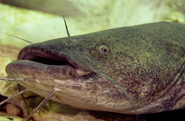 Bottom feeder '밑바닥인생, 하류인생, 비열한 인간' 영어표현 (화상영어 스테디톡) : 네이버 블로그