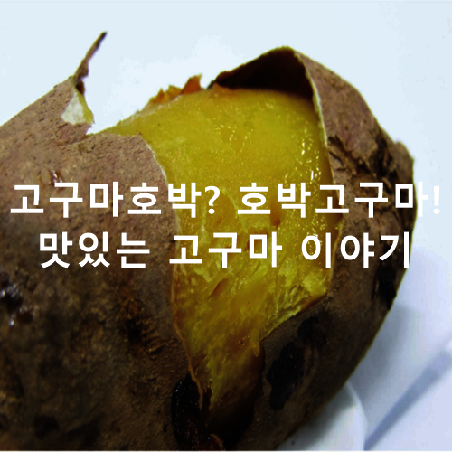 고구마호박 제철맞은 고구마를 만나보자 호박고구마 밤고구마 꿀고구마 고구마종류 고구마효능 네이버 블로그