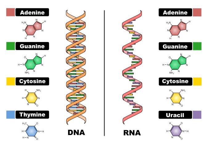 DNA (Deoxyribo Nucleic Acid) - 디옥시리보 핵산 : 네이버 블로그