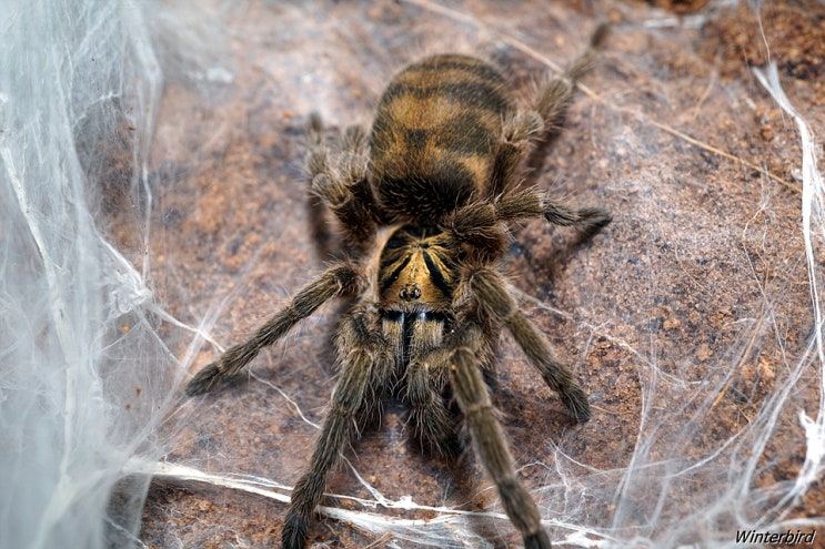 트리니다드 올리브(Holothele incei) : 네이버 블로그