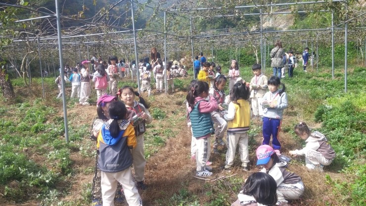 만선토종다래농원에 푸른자연유치원생 103명이 수확체험을 왔네요. : 네이버 블로그