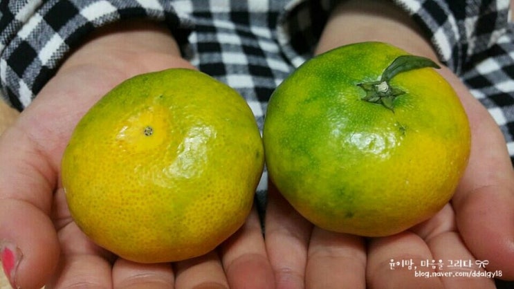 산지직송 2016년 제주도귤극조생귤 공구 네이버 블로그