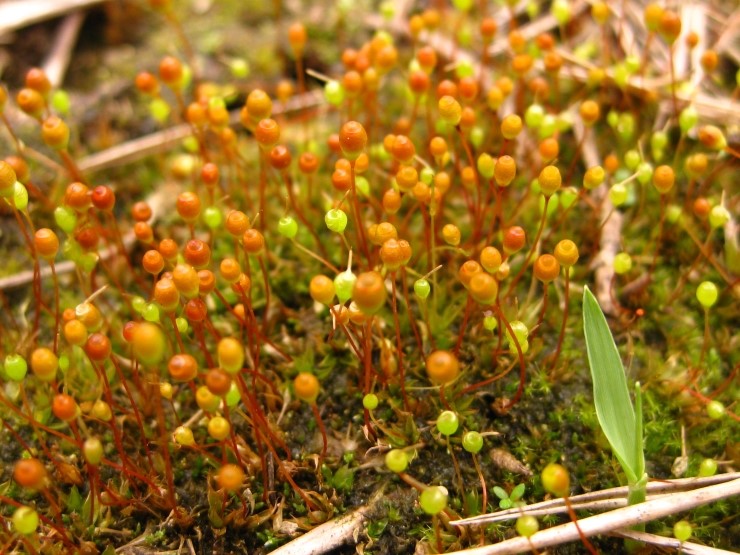 아기풍경이끼(Physcomitrium sphaericum (LUDW.) FUERNR) : 네이버 블로그