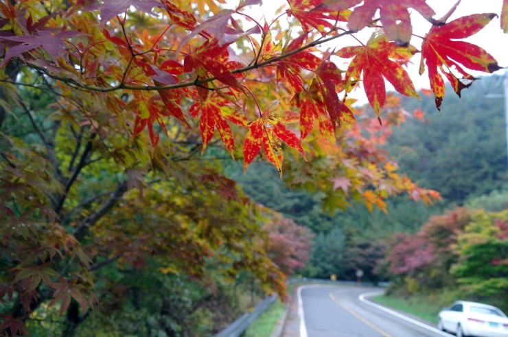 [지리산단풍여행/지리산둘레길추천]지리산둘레길 가는길에 지리산단풍길 구경하세요 : 네이버 블로그