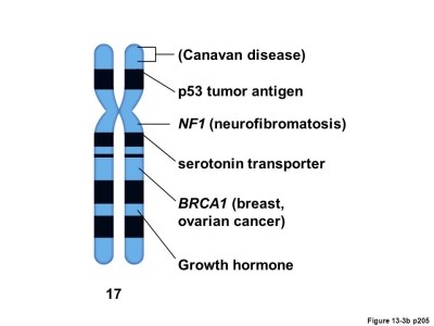 locus, loci, allele : 네이버 블로그