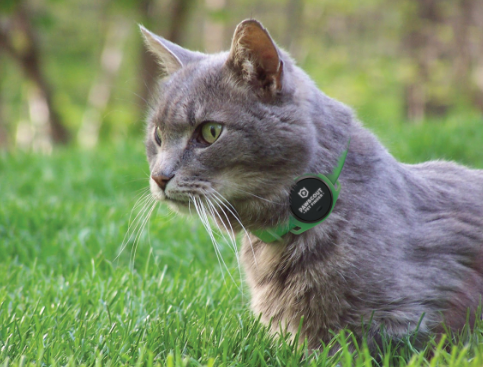 동물등록제로 반려동물과 헤어지지 마세요 : 네이버 블로그
