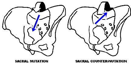 골반움직임해부학 sacrum 천골편 nutation / conternutation : 네이버 블로그