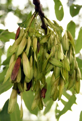 [물푸레나무 세코 이리도이드 표준물질] SECO-IRIDOIDS FROM FRAXINUS EXELSIOR ...