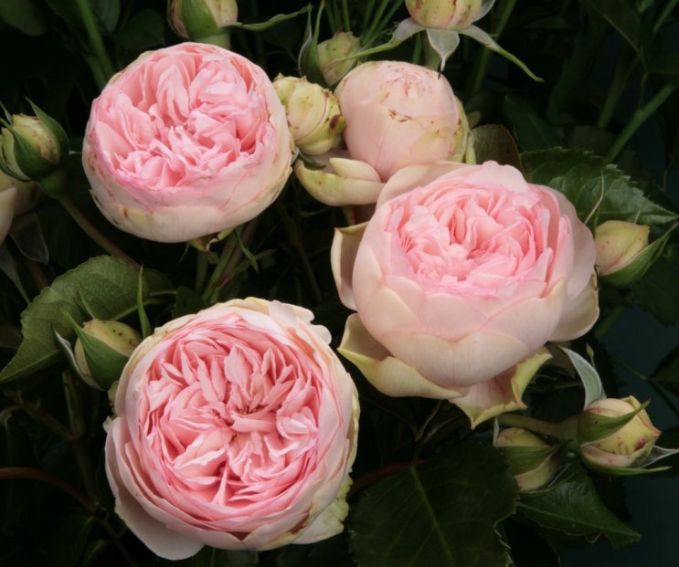 의외의 취향저격 Tantau Roses from Germany : 네이버 블로그