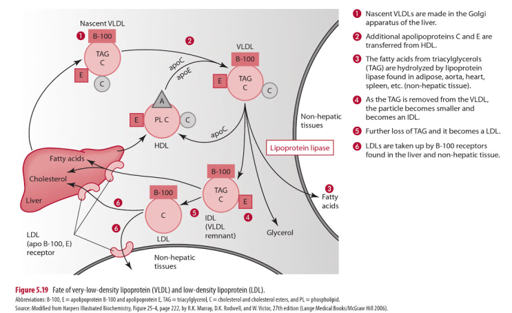 지단백의 대사 (LDL, HDL) : 네이버 블로그