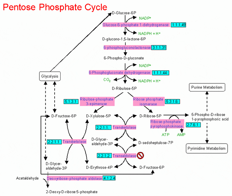 3-5. Oxidative pentose phosphate cycle (: Hexose monophosphate pathway ...