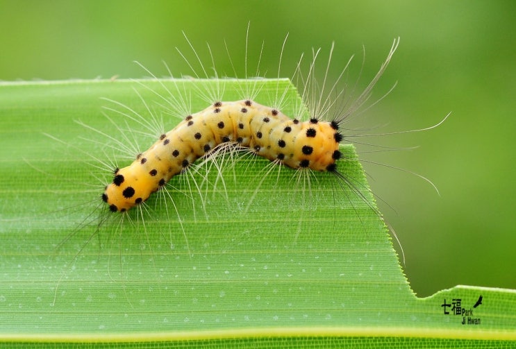 대나무쐐기알락나방 (유충) Balataea funeralis : 네이버 블로그