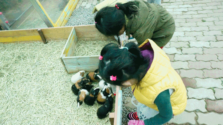 강원도 평창 여행 가볼만한곳 대관령 숲속에동물친구들 : 네이버 블로그
