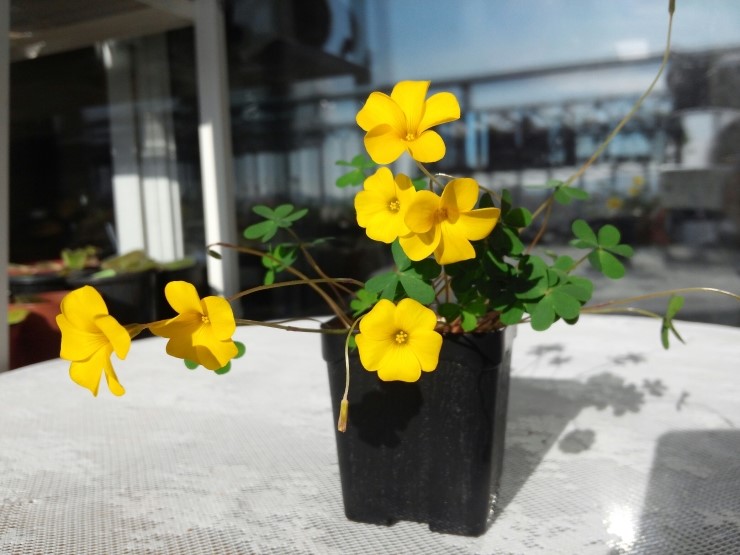 Oxalis Lobata mini (로바타 미니) : 네이버 블로그