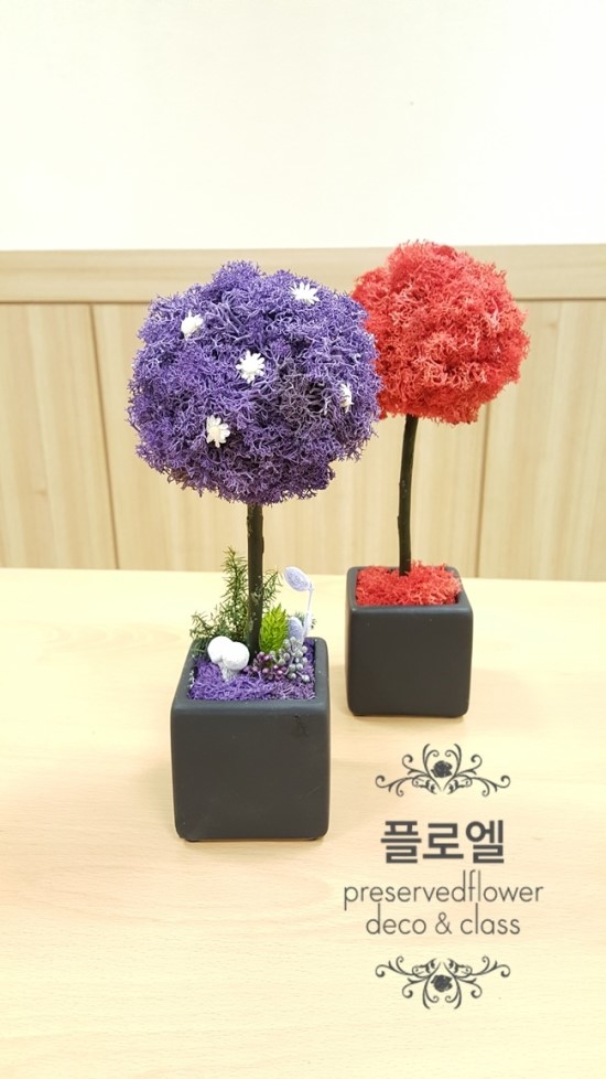 취미반레슨플로엘대전프리저브드플라워세종이마트문화센터모스토피어리취미반정규강좌 네이버 블로그