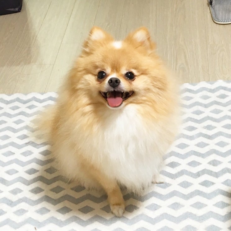 강아지피부병 강아지피지 강아지허브 펫아로마테라피 : 네이버 블로그