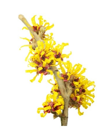 [포렌코즈-화장품 성분] 위치하젤수 (Hamamelis Virginiana (Witch Hazel) Water) : 네이버 블로그