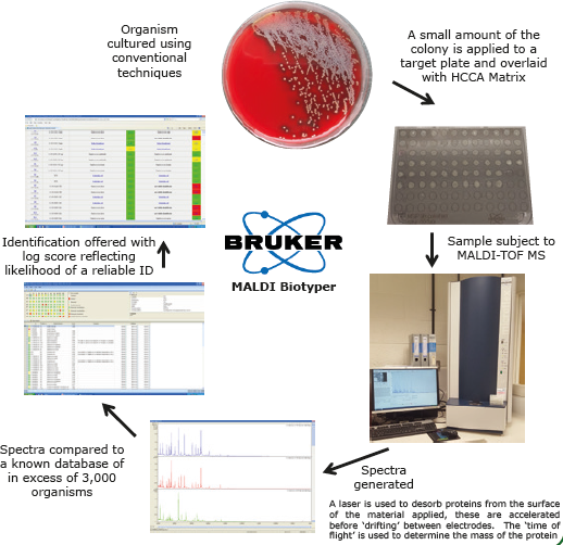 [Bruker MALDI TOF/TOF] MALDI Biotyper를 이용한 소 유방염 PATHOGENS의 동정 : 네이버 블로그