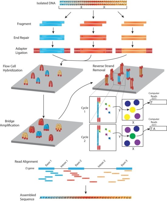 Illumina Sequencing Technology (high-throughput sequencing, next ...