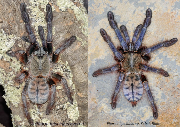 Phormingochilus sp.Sabah Blue 와 everetti 차이(사바블루 vs 에버리티) : 네이버 블로그