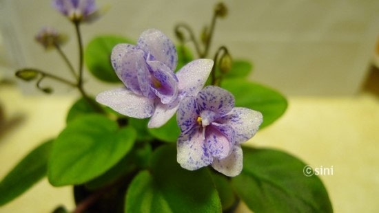 Rob's Boolaroo (로브스 불라루) / Saintpaulia (African Violets) : 네이버 블로그