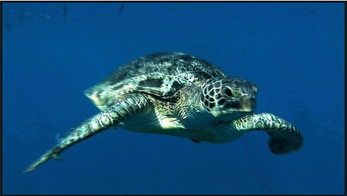 11월 23일 [KBL 2016-2017 KCC 프로농구] 서울 삼성 vs 서울 SK : 네이버 블로그