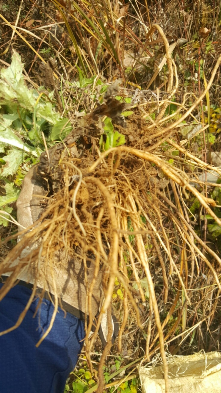 야생 산 머위산머위뿌리 채취자연산 우슬자연산 엉겅퀴채취엉겅퀴즙만들기산머위뿌리즙 만들기 자연산 우슬즙개다래즙 발송