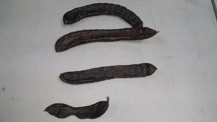 캐롬(Carob) 또는 Husk, Been pod라고 하는 쥐엄나무 열매 : 네이버 블로그