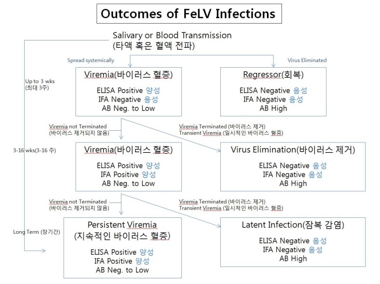 Feline Leukemia Virus(FeLV) 고양이 백혈병 바이러스 01 : 네이버 블로그