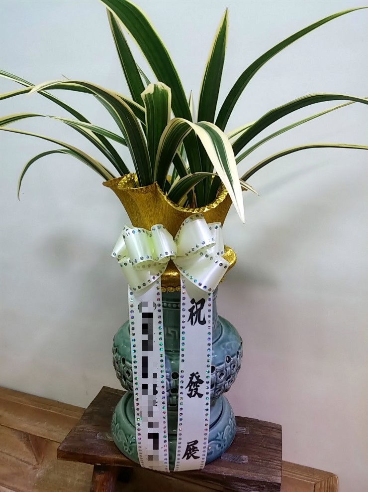인사동꽃집 안국동꽃집 종로꽃집 광화문꽃집 축하동양난 개업축하난 썬플라워 네이버 블로그