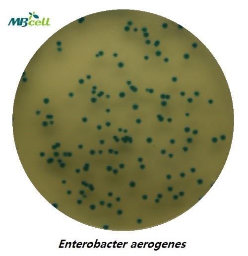 Color Urin MB-C1621 : 네이버 블로그