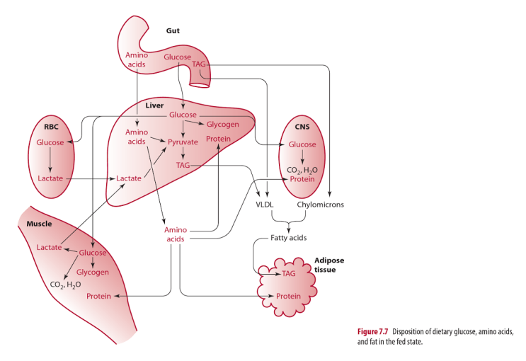 Fed-Fast cycle : 탄수화물과 지방의 대사 : 네이버 블로그