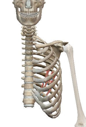 트레이너일기:: 공부:: 근육계:: 늑하근(갈비밑근, subcostalis m.):: 필퍼 : 네이버 블로그