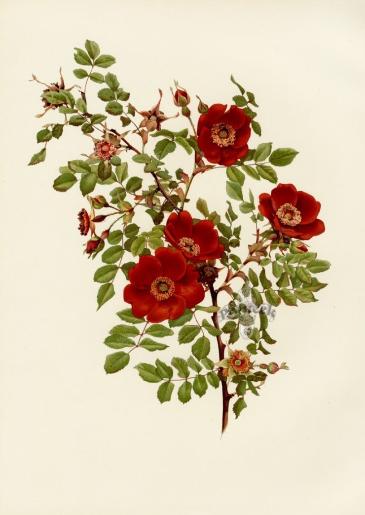 보태니컬 아트 ... - artist : Ellen Willmott : 네이버 블로그