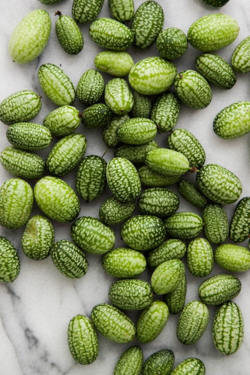이게 수박이라구? : Mexican miniature water melon : 네이버 블로그